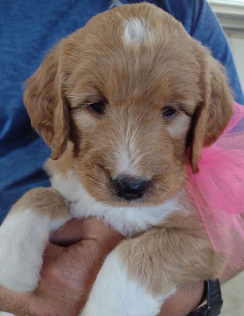 CONGRATULATIONS Bridget From Champlain, MN On Your Adorable Female From ...