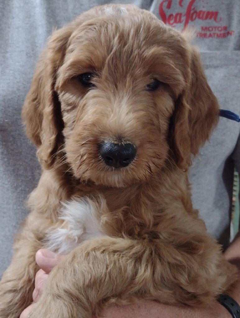 Congratulations Adam And MaryAnn On Your New Goldendoodle Puppy From ...