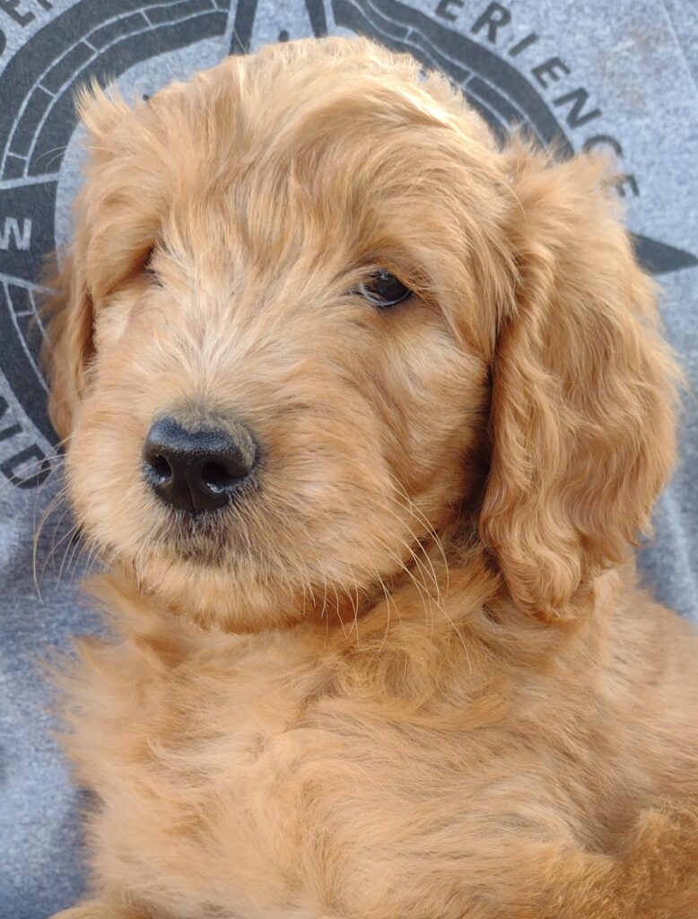 CONGRATULATIONS Robert From Maplewood, MN On Your Beautiful New Female ...
