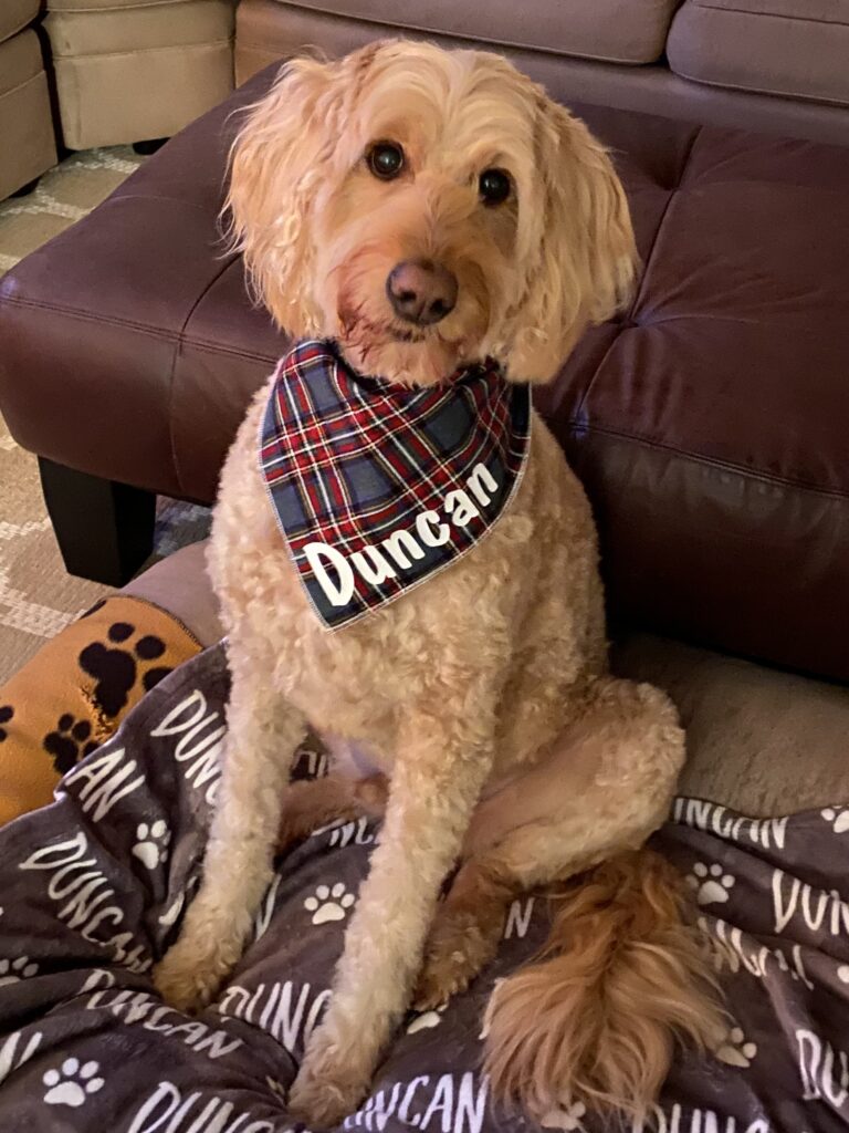 Tribute To Duncan - Red Cedar Farms Goldendoodles